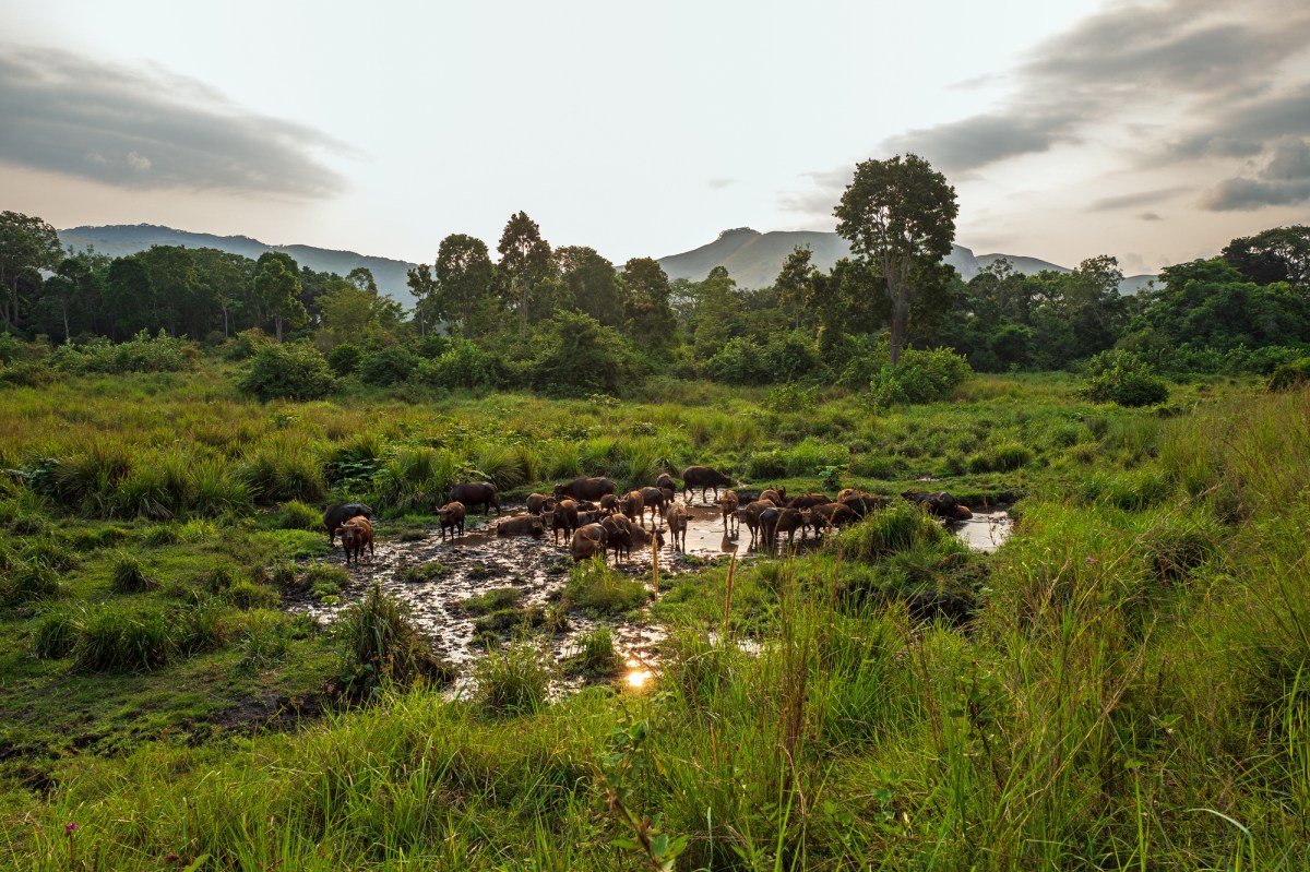 Lopé – docugrAfrica